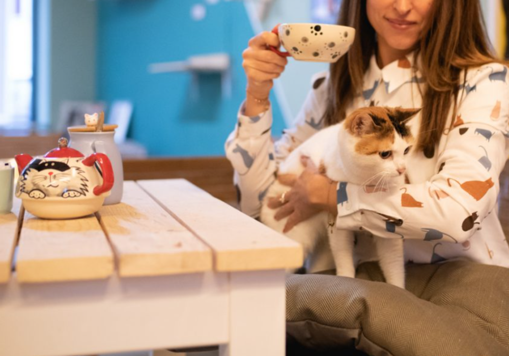 Bar a chat : le coin favori des cat lovers